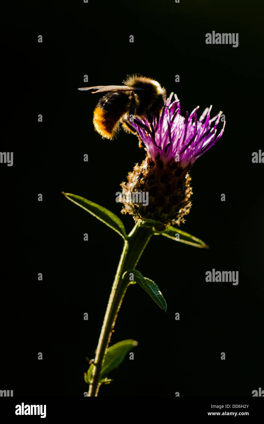 A back lit female Red-tailed Bumblebee (Bombus lapidarius), nectaring ...