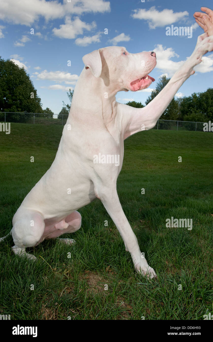 Great dane paw hi-res stock photography and images - Alamy