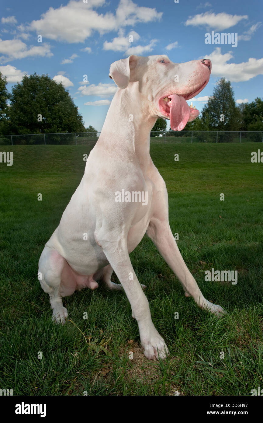 Blue great dane dog hi-res stock photography and images - Alamy