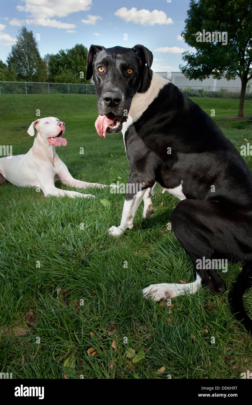Great danes hi-res stock photography and images - Alamy