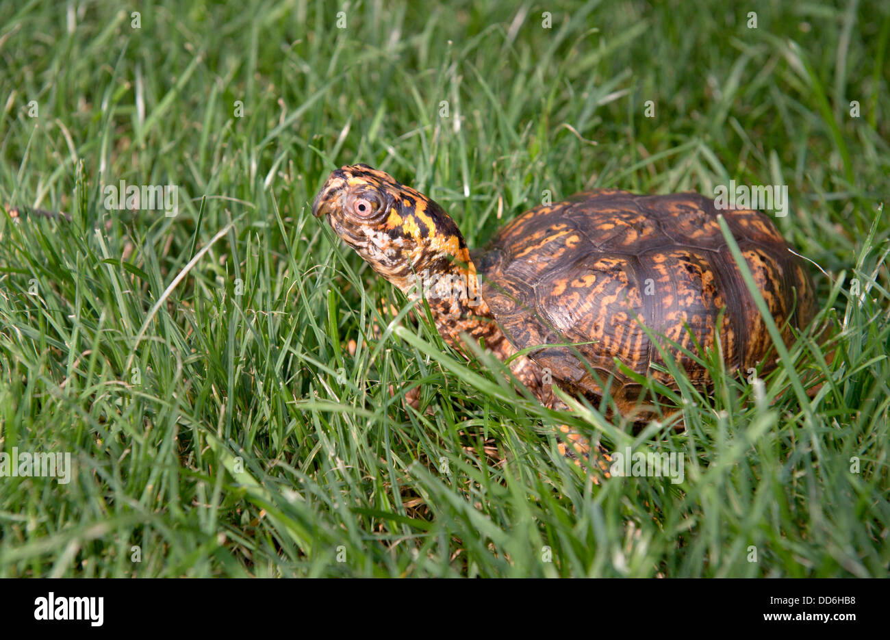 A small brown spotted box turtle walking through green grass Stock ...