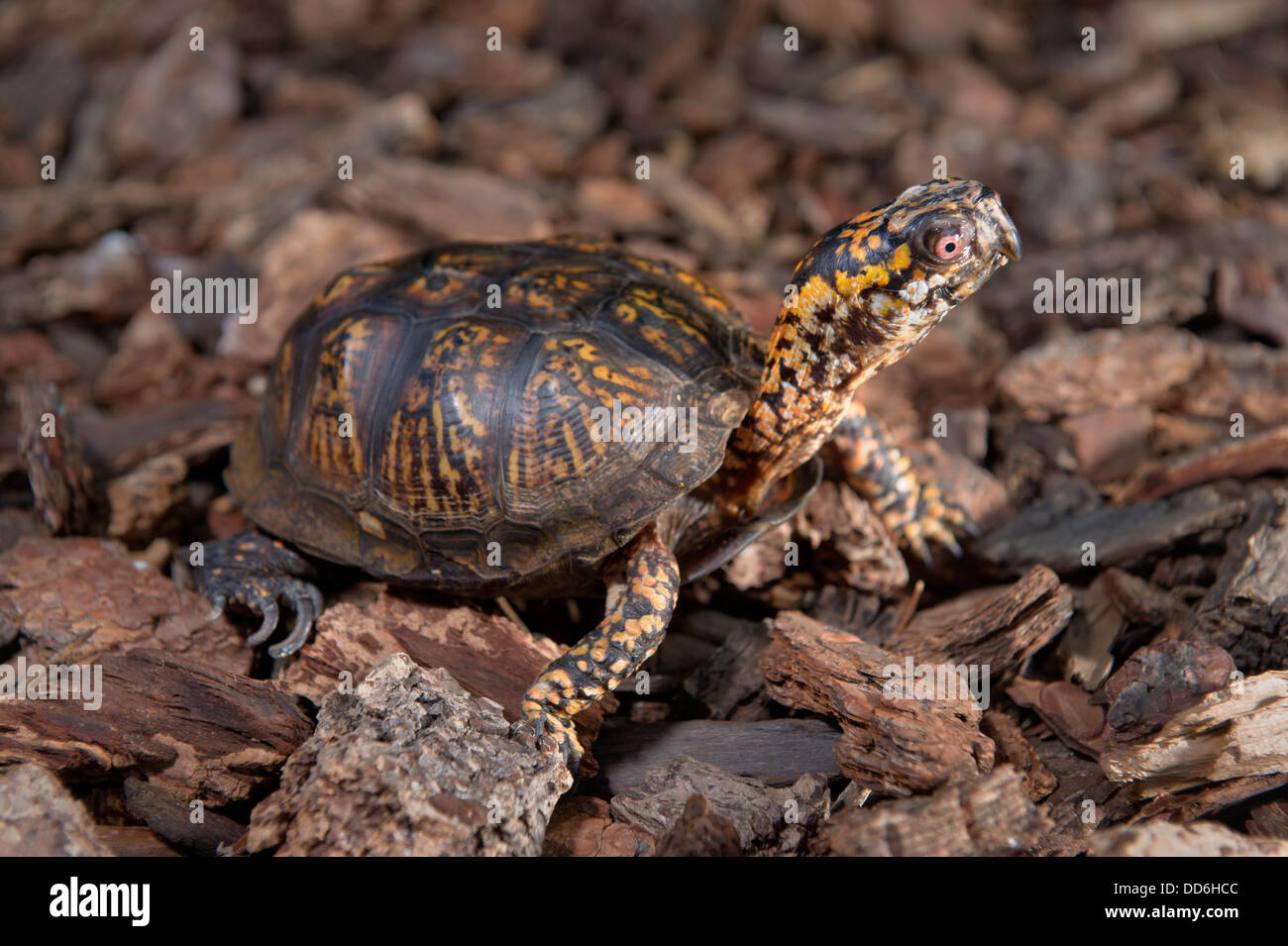 A small box turtle walking across wood chips Stock Photo - Alamy