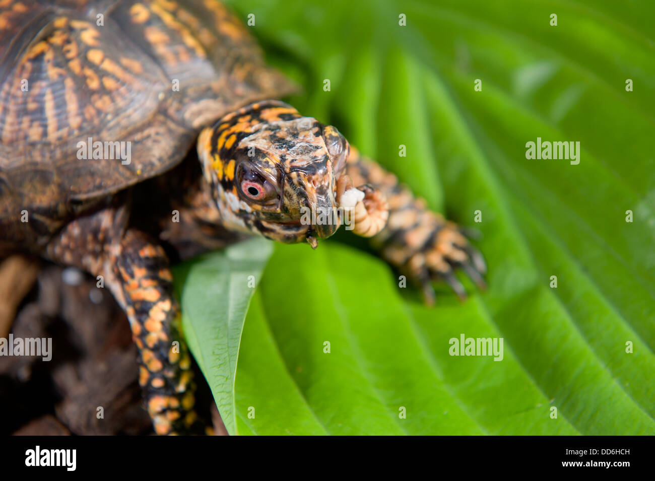 A box turtle walking onto a large green leaf Stock Photo - Alamy