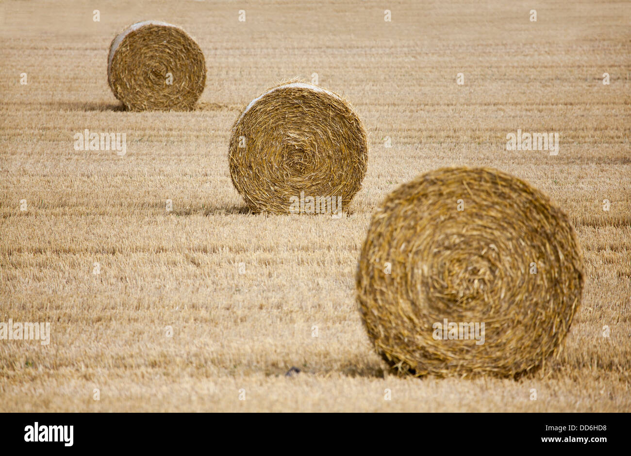 Wheels or Rounds of Hay Bales Stock Photo - Alamy
