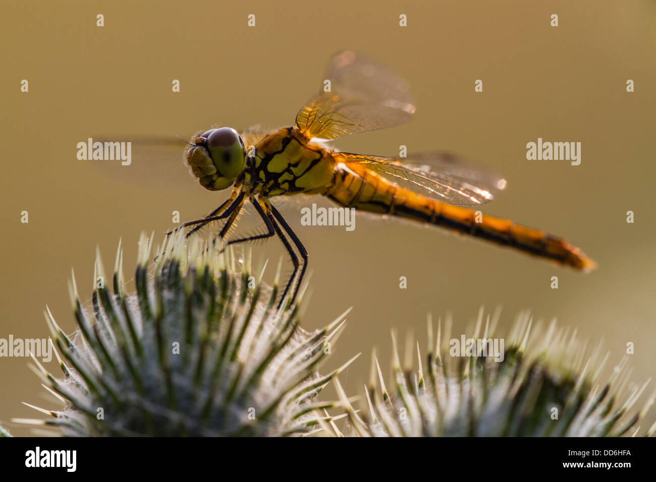 Female-type Ruddy Darter (Sympetrum sanguineum), Cambridgeshire Stock ...