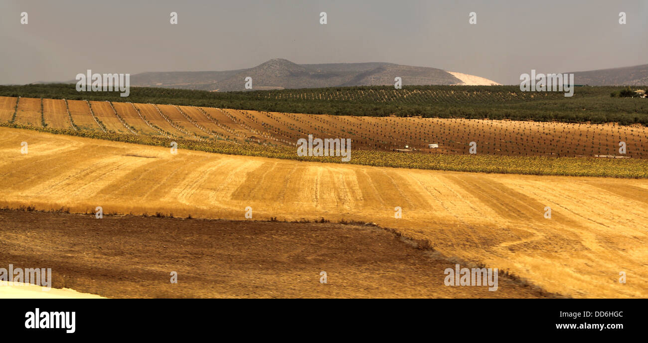 landscape of a spanish field in summer Stock Photo - Alamy