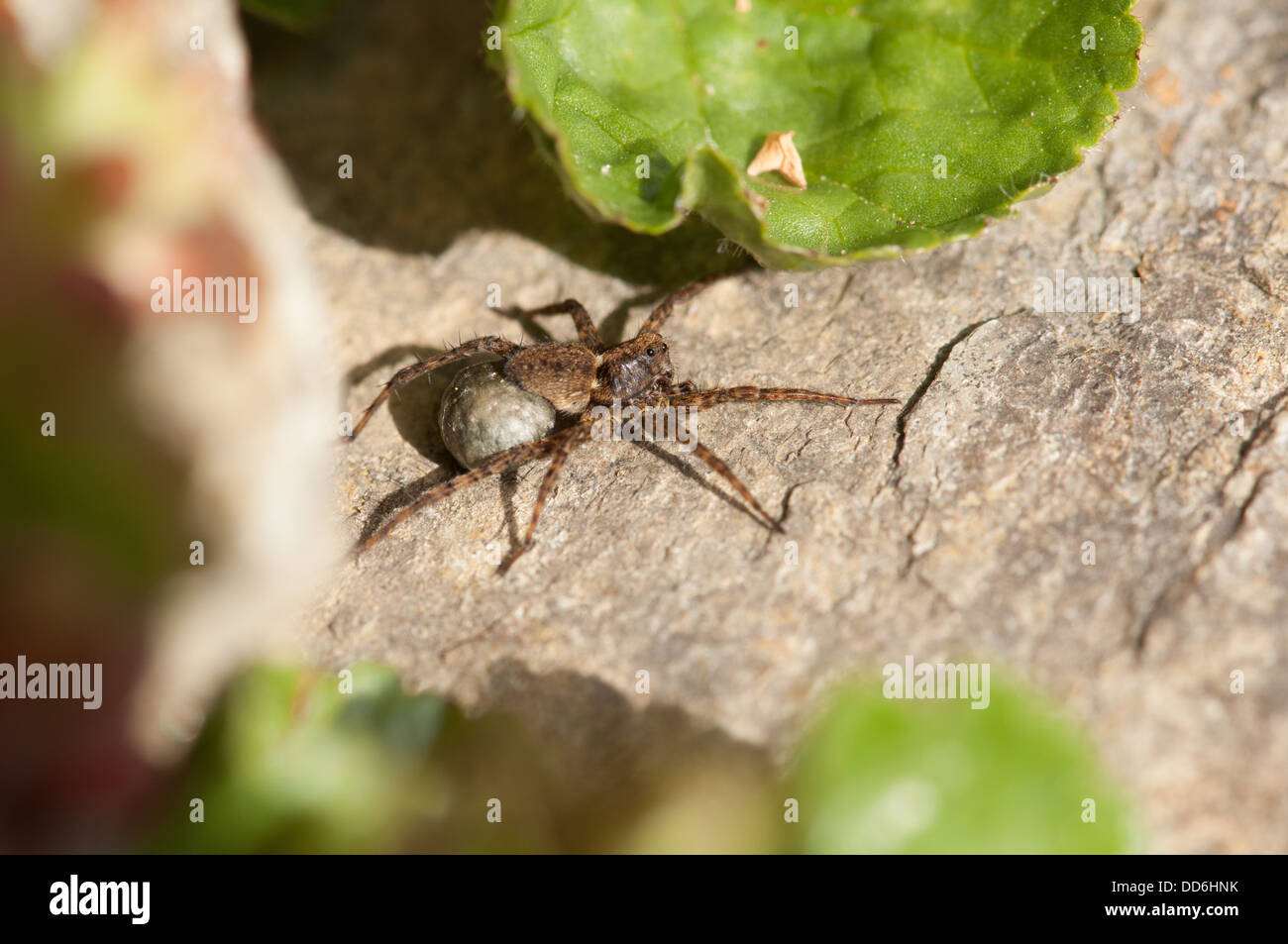 Female hunting spider with egg-sac on stone Stock Photo - Alamy
