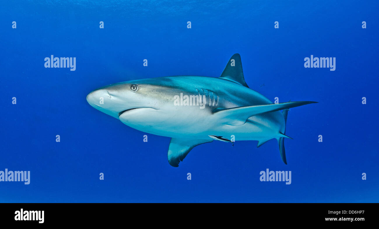 Reef shark cruising in hi-res stock photography and images - Alamy