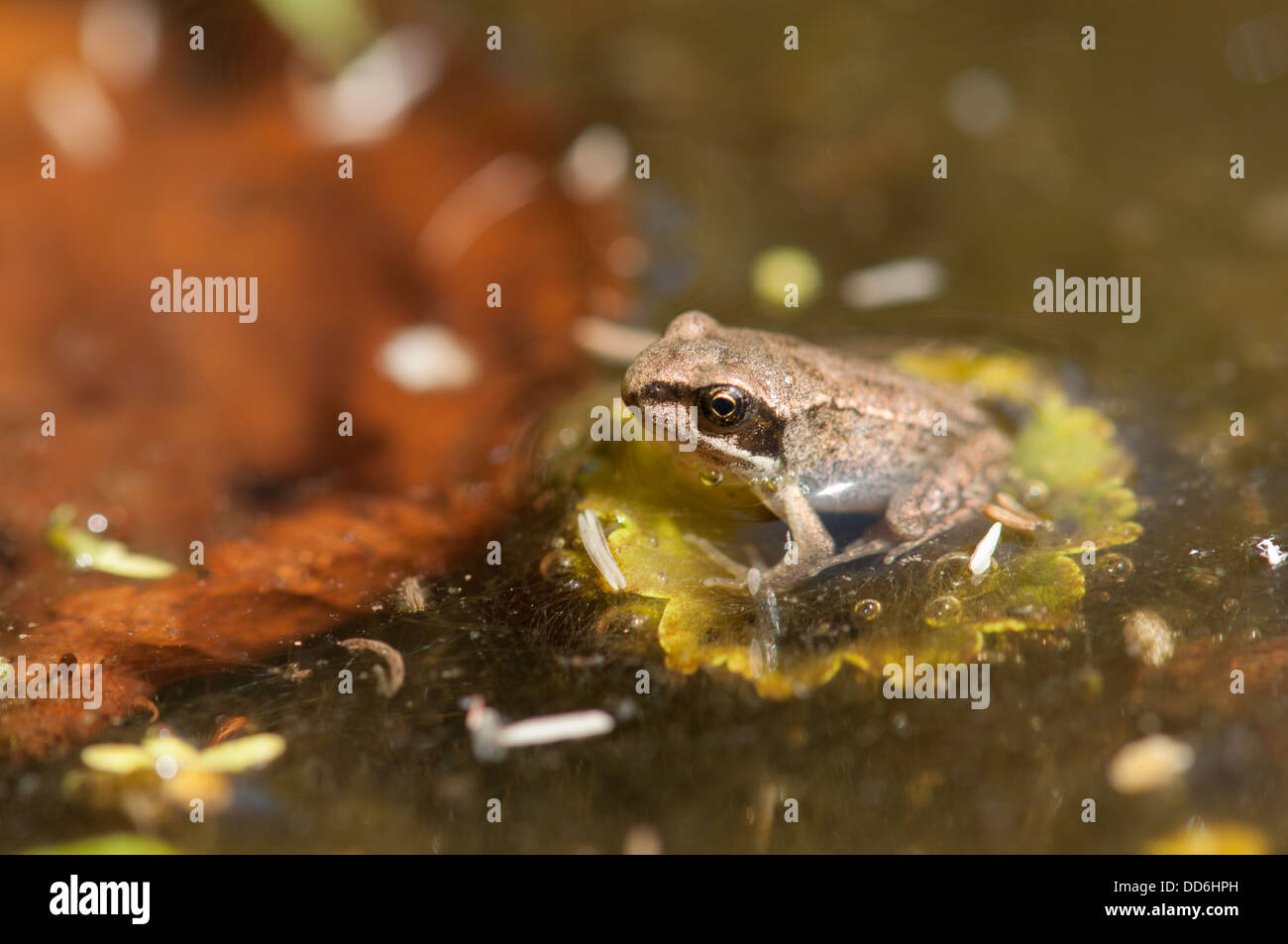Baby common frog hi-res stock photography and images - Alamy