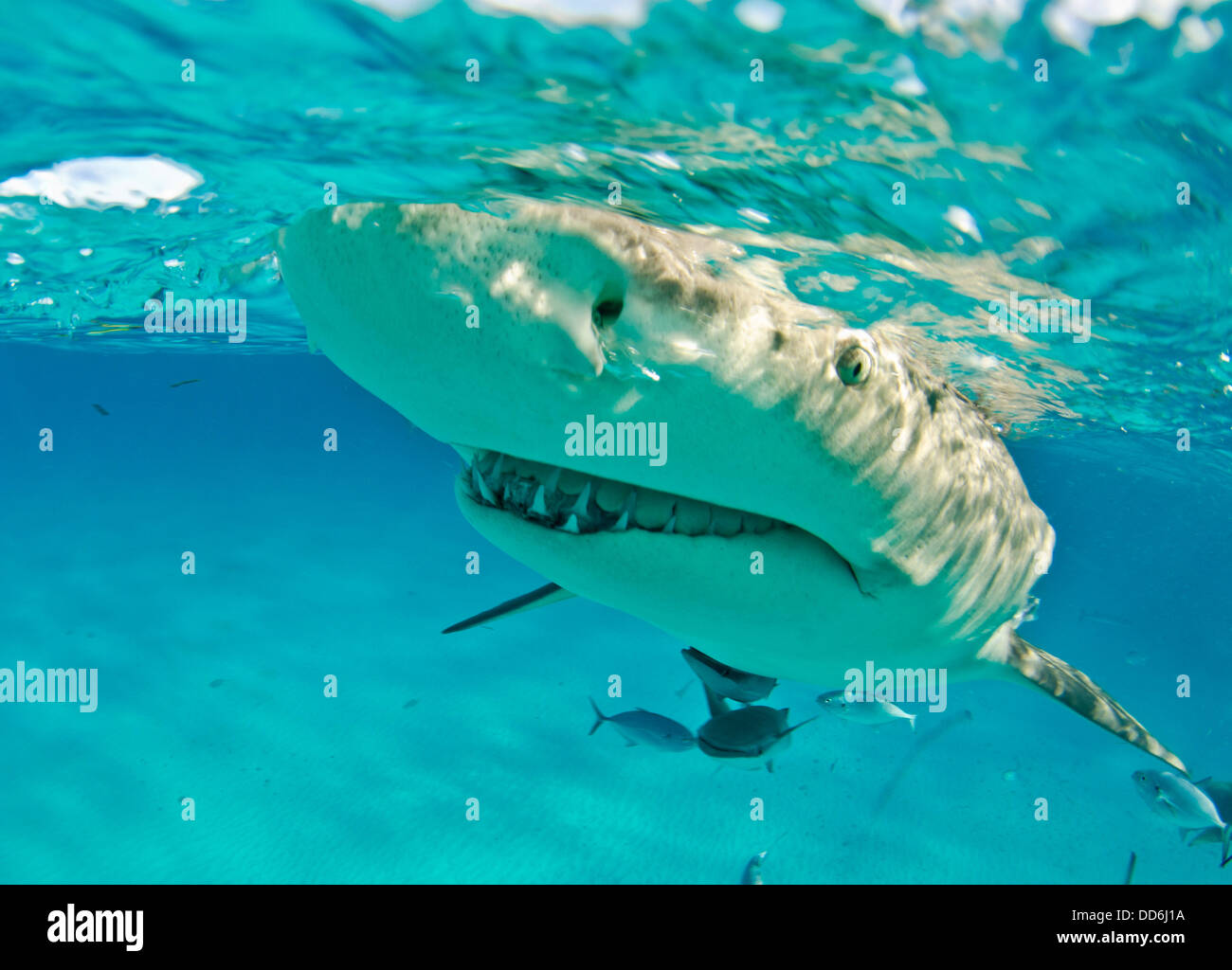 This is a shot of a lemon shark swimming in close trying to get the ...