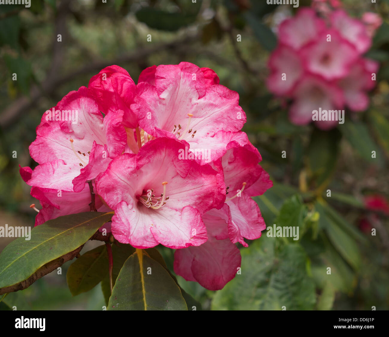 Red Rhododendron flower Stock Photo - Alamy