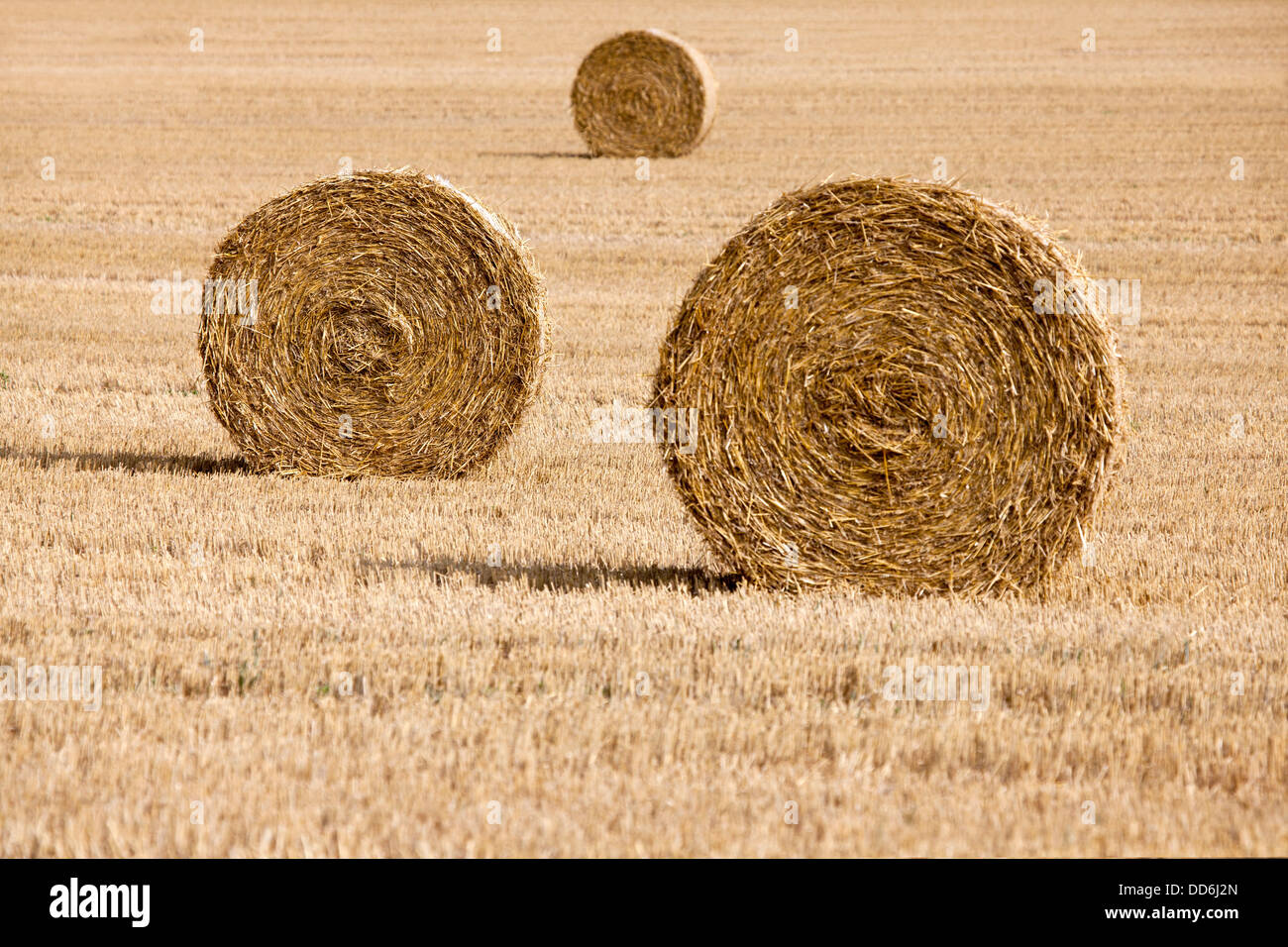 Wheels or Rounds of Hay Bales Stock Photo - Alamy