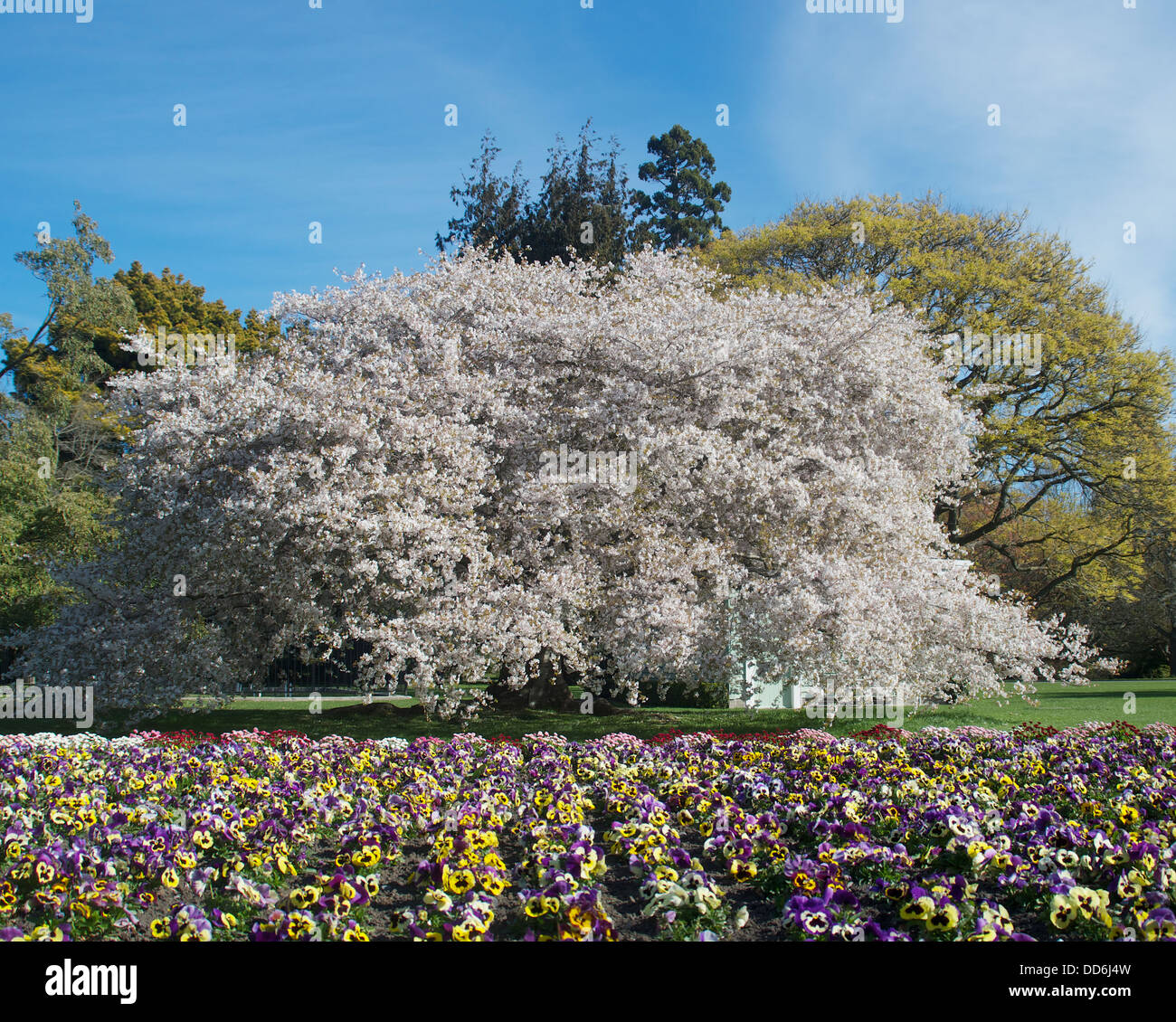 Christchurch hagley park spring hi-res stock photography and images - Alamy