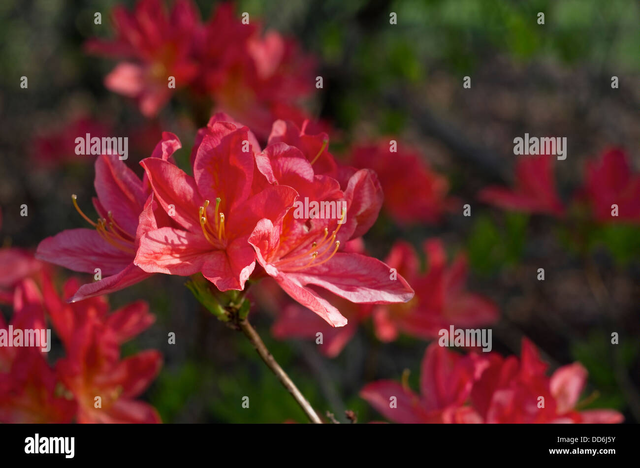 Azalea stamen hi-res stock photography and images - Alamy