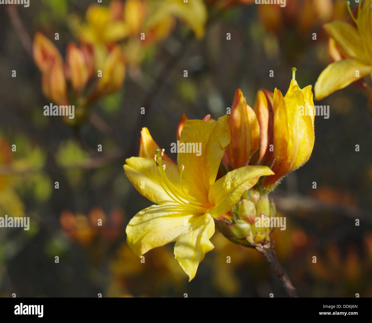Yellow Azalea bloom Stock Photo - Alamy
