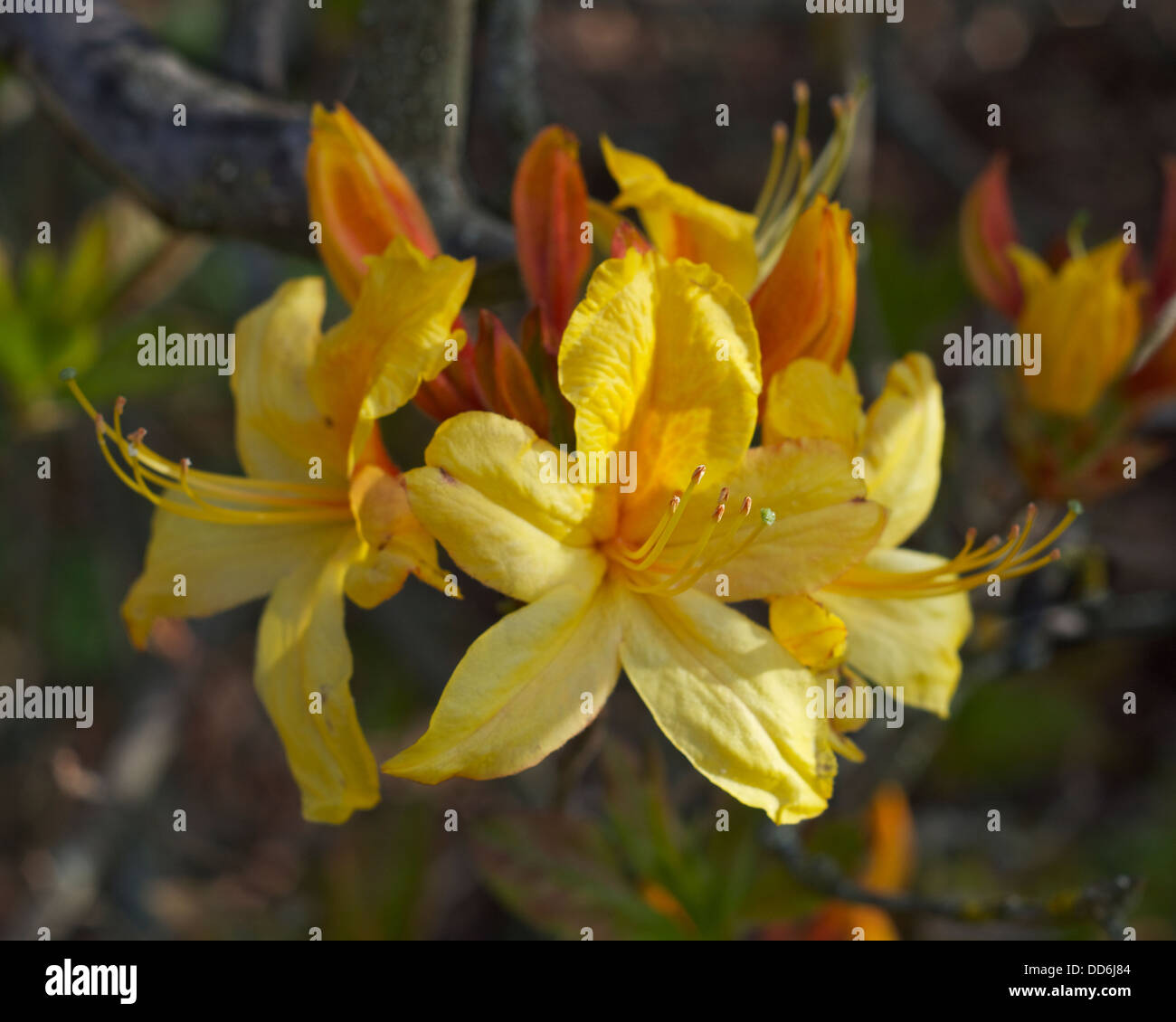 Yellow Azalea bloom Stock Photo - Alamy