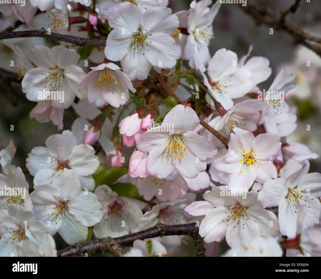 Cherry blossom on tree in hi-res stock photography and images - Alamy