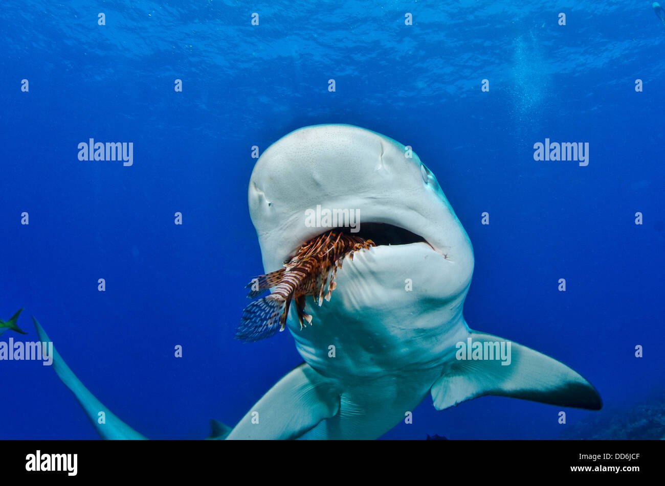 This is a photo I took of a caribbean reef shark feeding on a lionfish ...