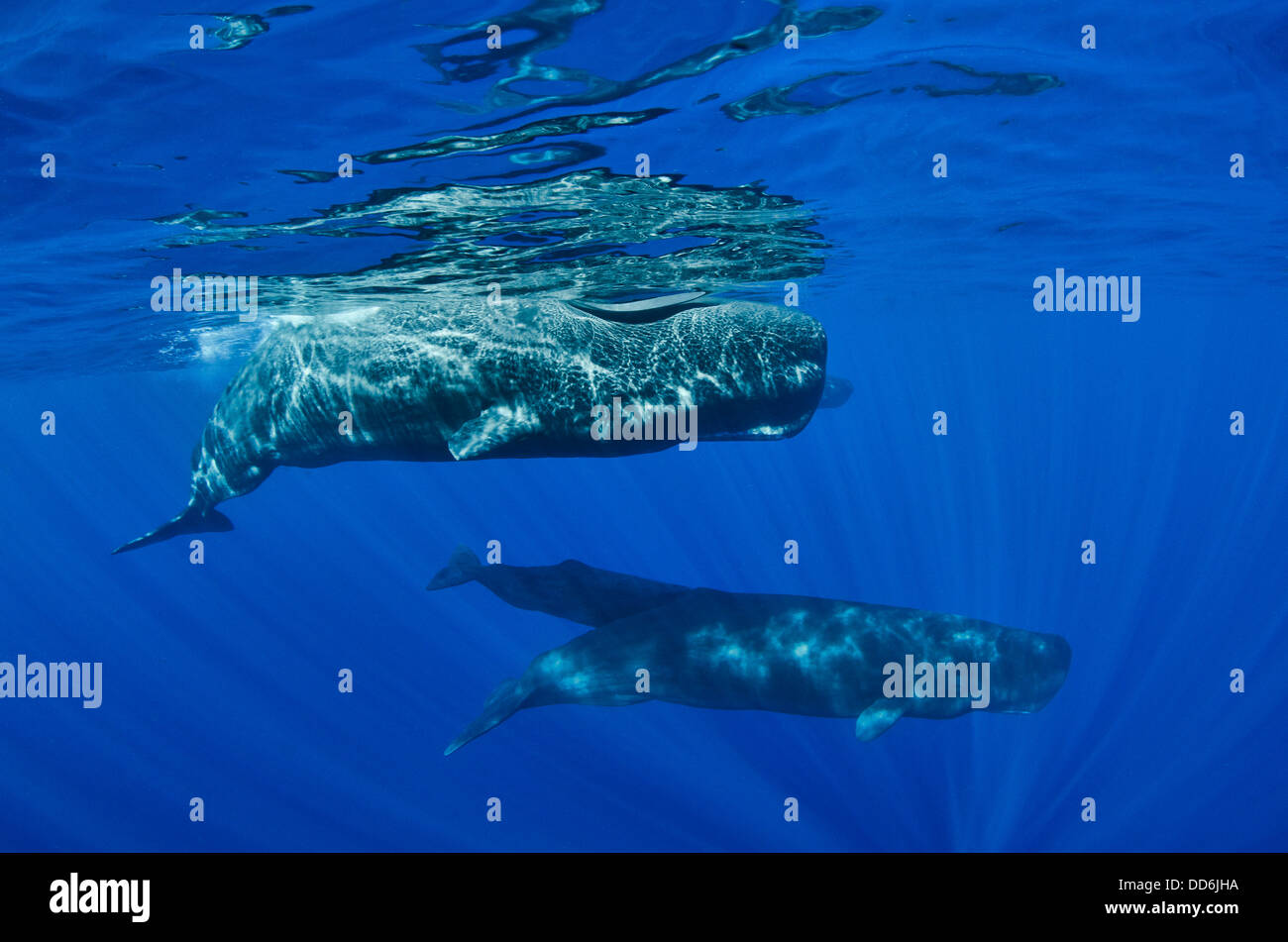 this is a shot of a pod of sperm whales getting ready to make a deep ...