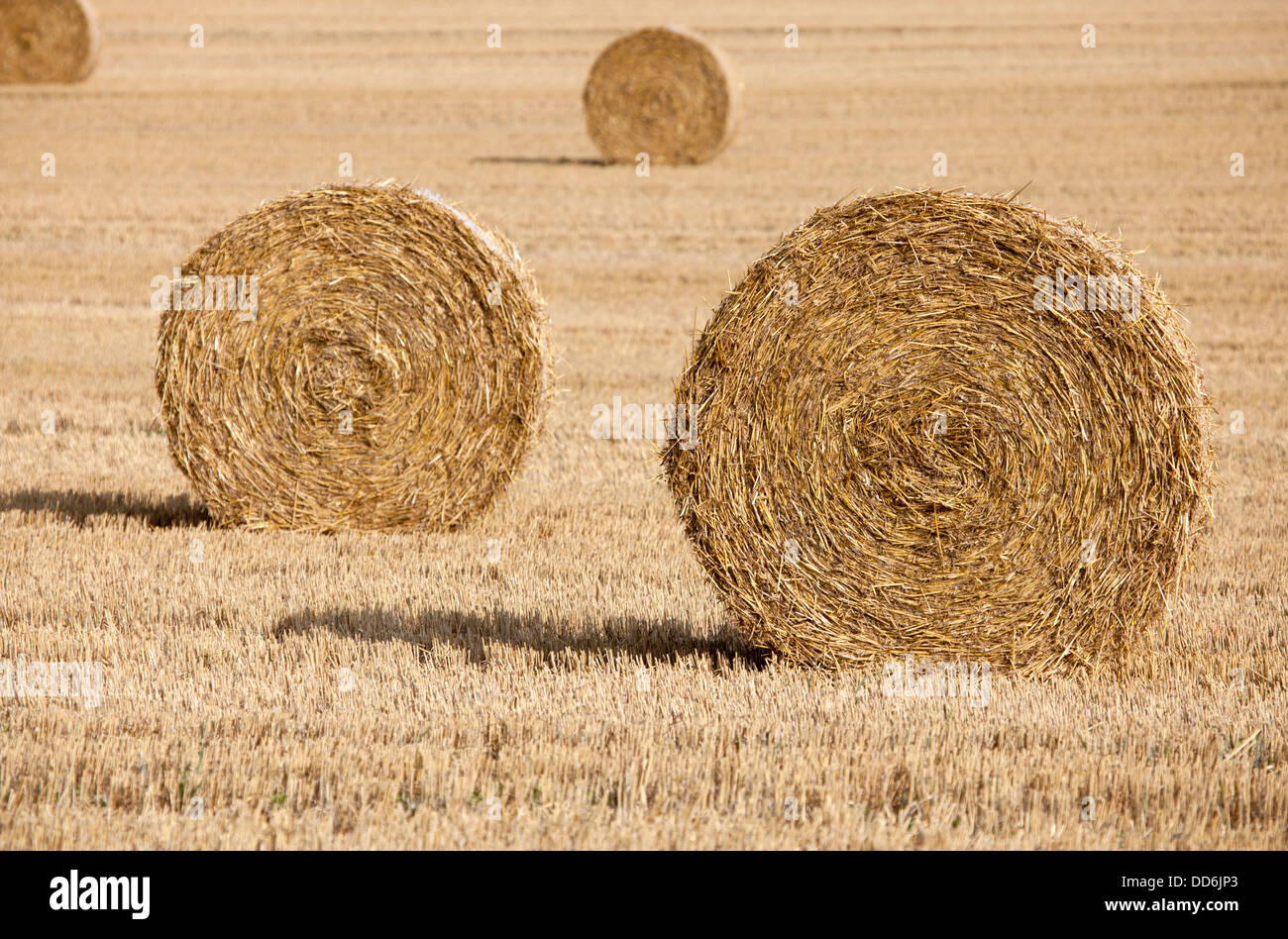 Wheels or Rounds of Hay Bales Stock Photo - Alamy