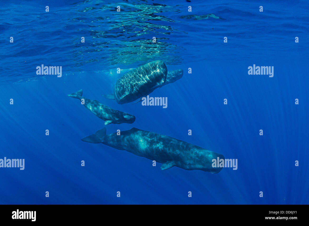 Sperm whale giant squid hi-res stock photography and images - Alamy