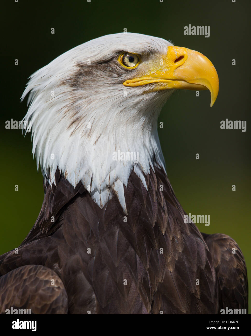 Bald Eagle Haliaeetus Leucocephalus Mouth High Resolution Stock ...