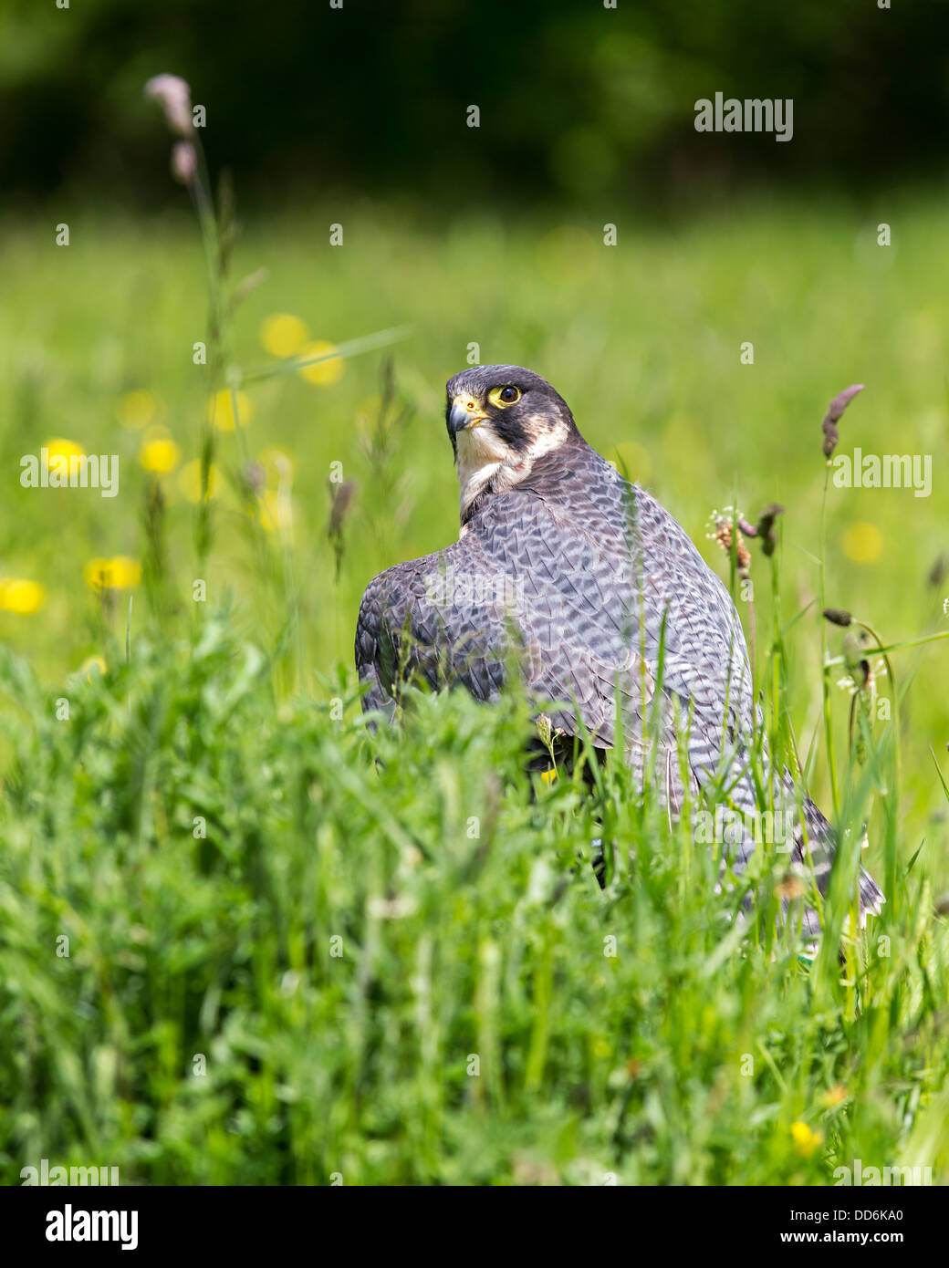 Peregrine falcon falco peregrinus standing hi-res stock photography and ...