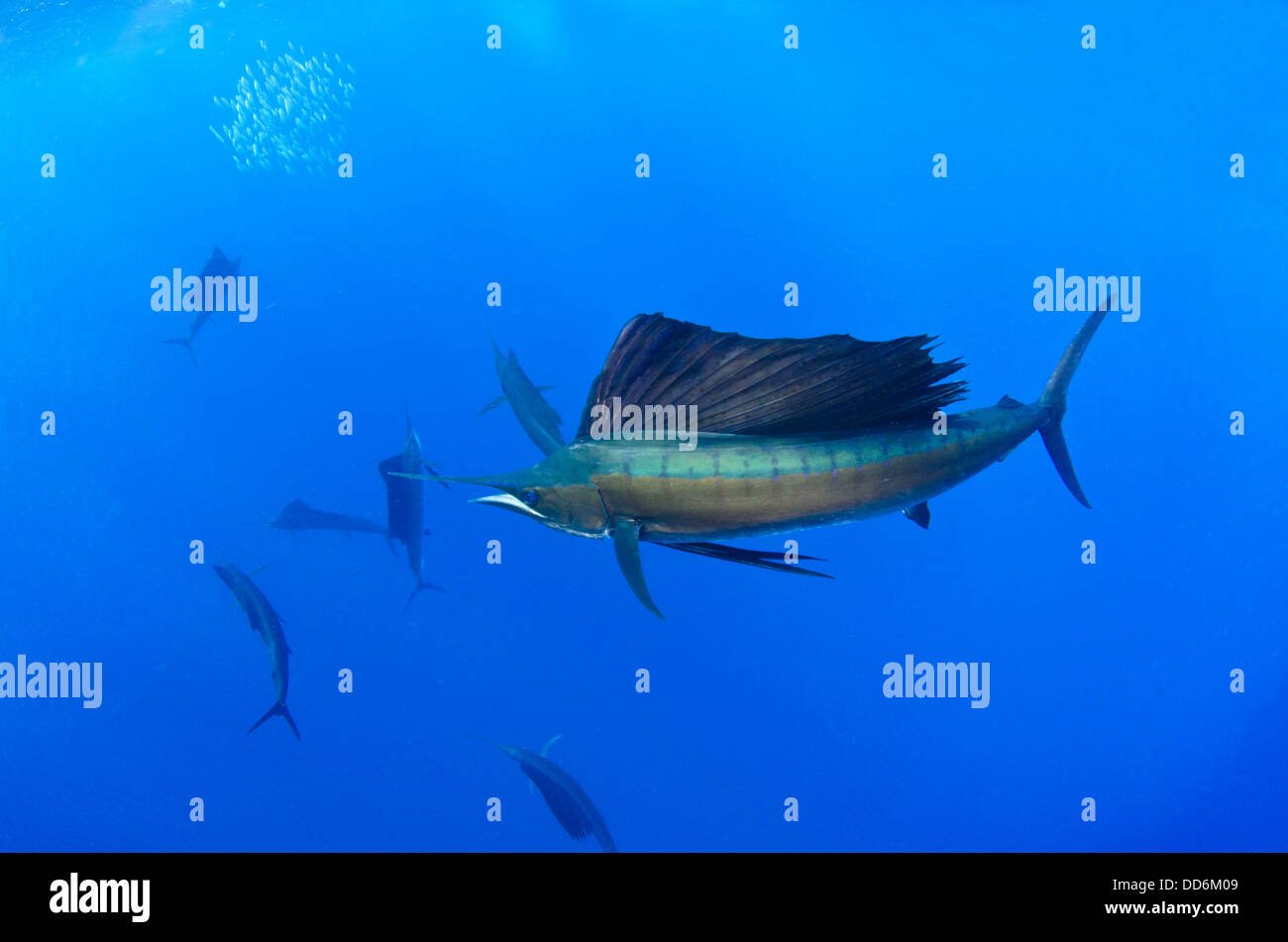 Sailfish feeding hi-res stock photography and images - Alamy