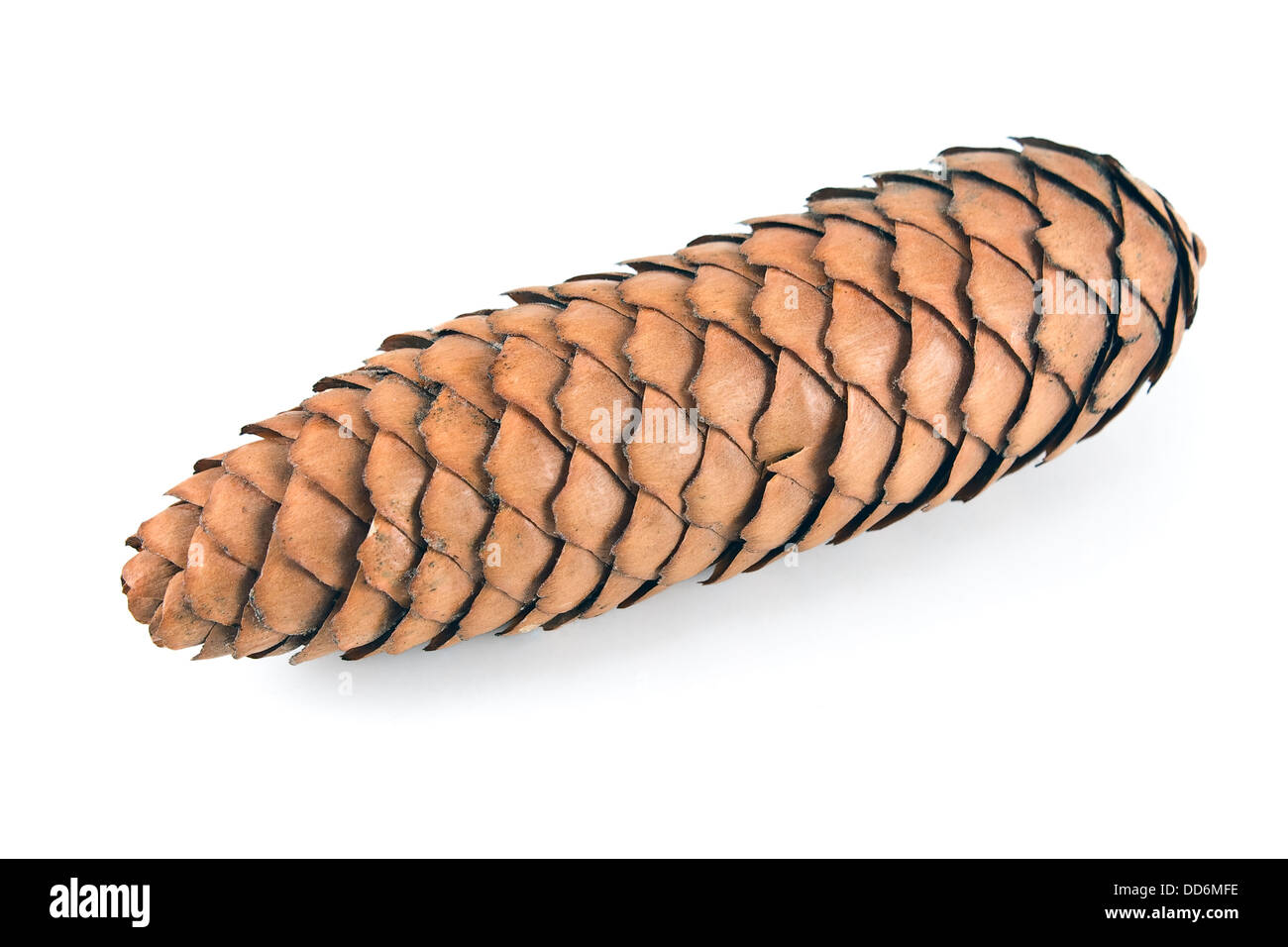 Spruce cone isolated on white background Stock Photo - Alamy