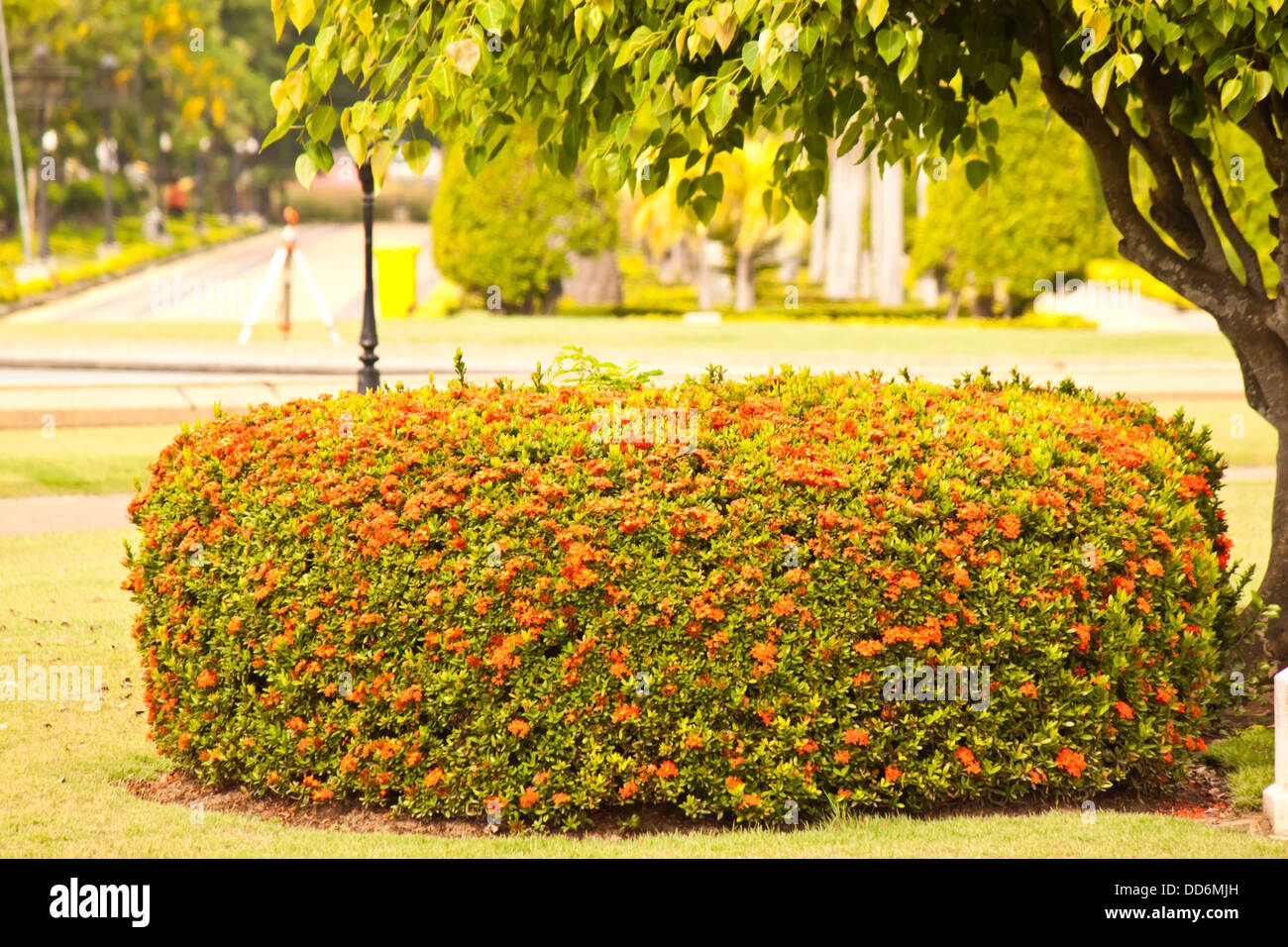 Flower spike in garden Stock Photo - Alamy
