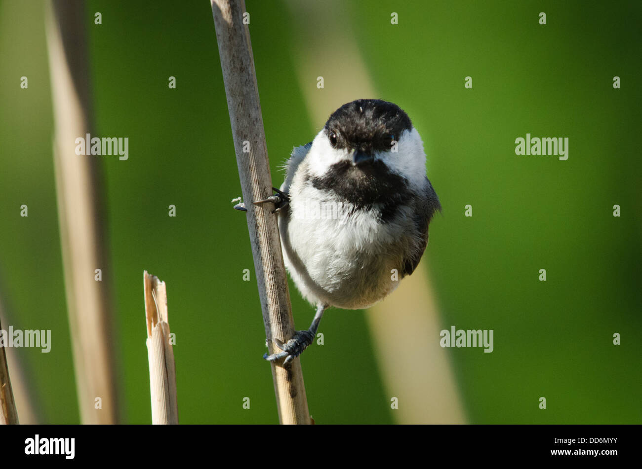 A Black Capped Chickadee, Parus atricapillus, pauses on a reed stem ...