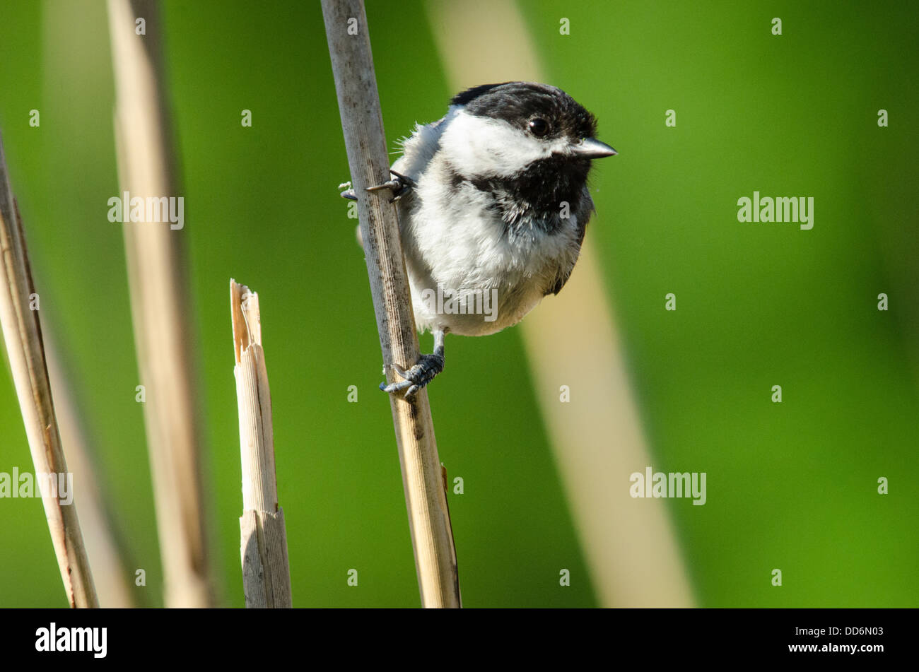 A Black Capped Chickadee, Parus atricapillus, pauses on a reed stem ...