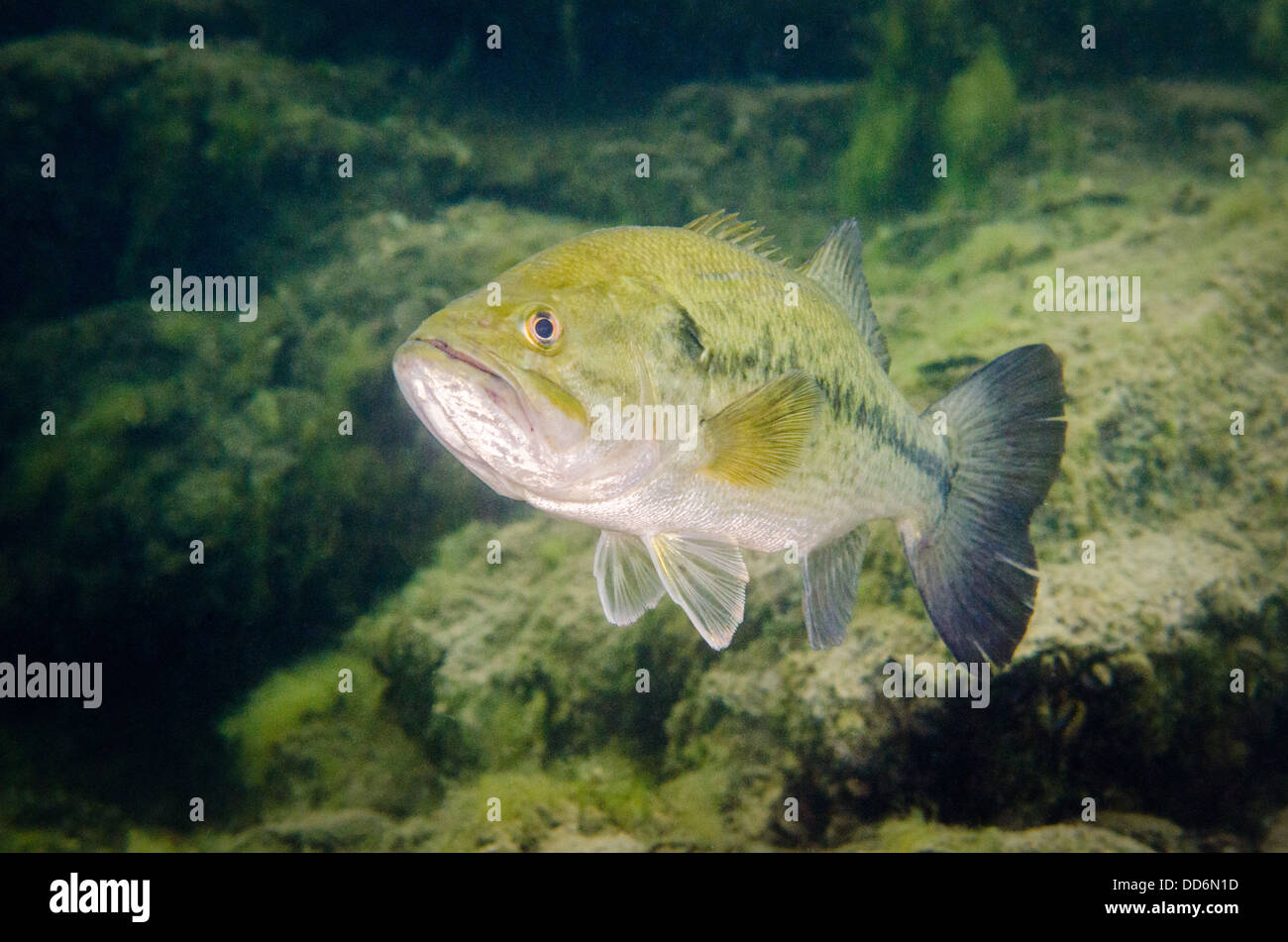 Largemouth bass fish hi-res stock photography and images - Alamy