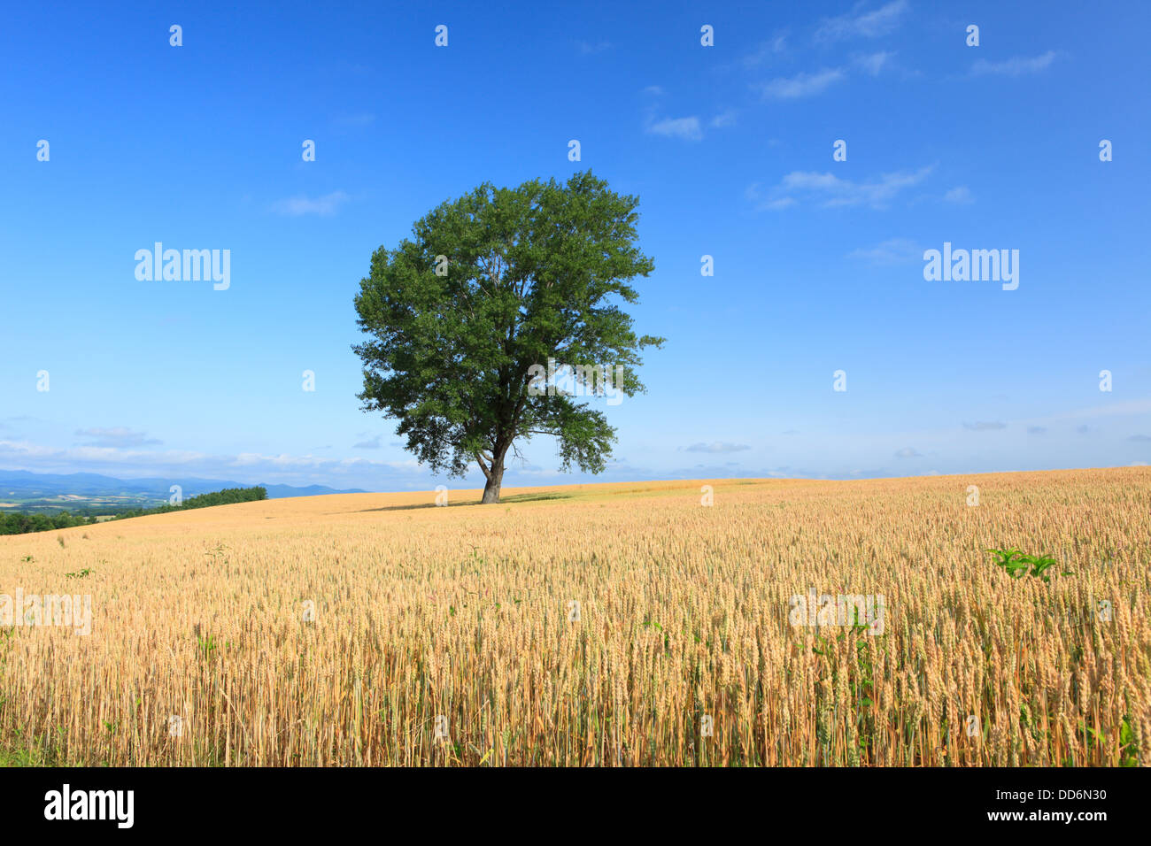 Tree philosophy hokkaido hi-res stock photography and images - Alamy