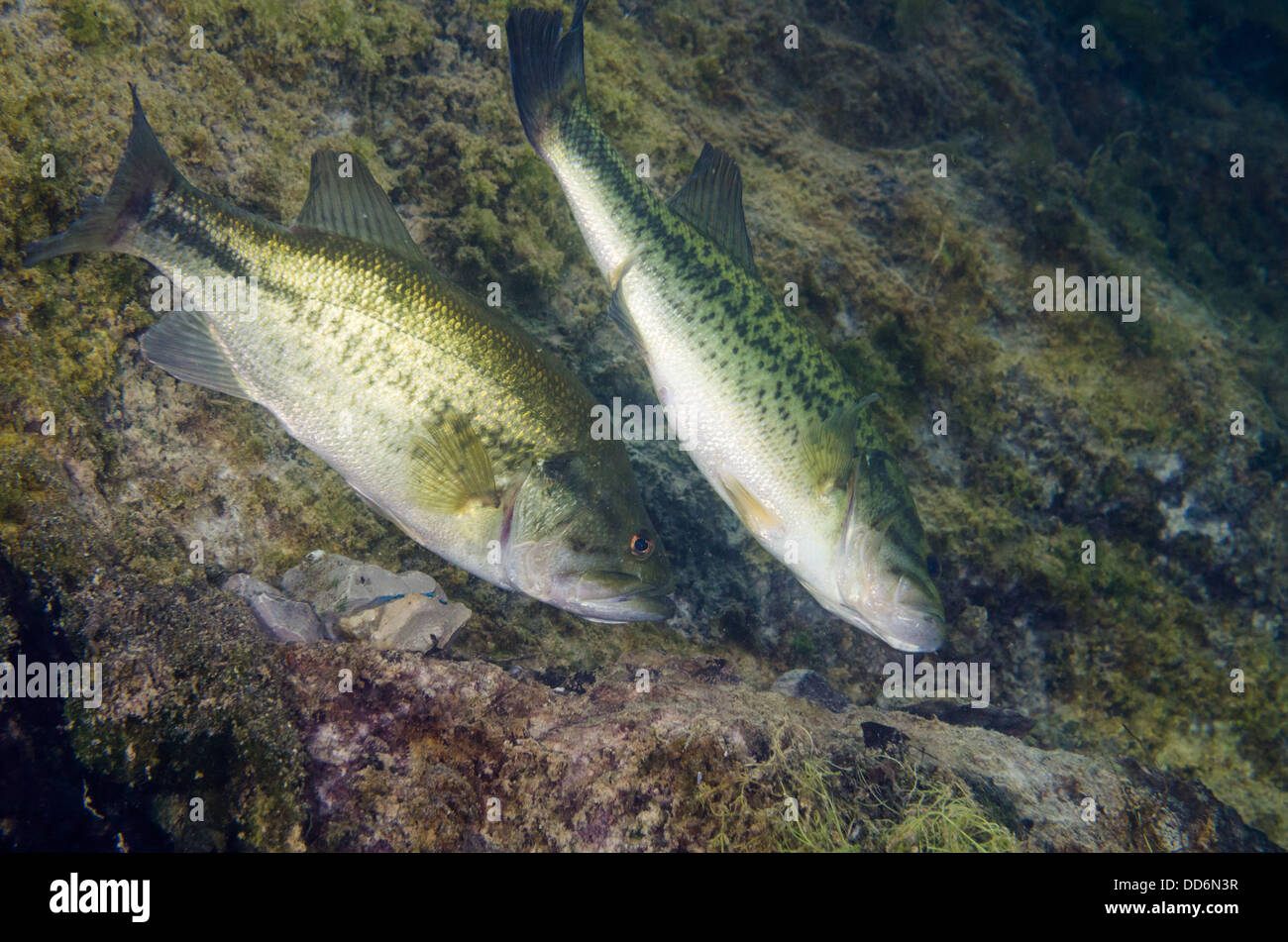 Two Largemouth Bass freshwater fishes, Micropterus salmoides, display ...