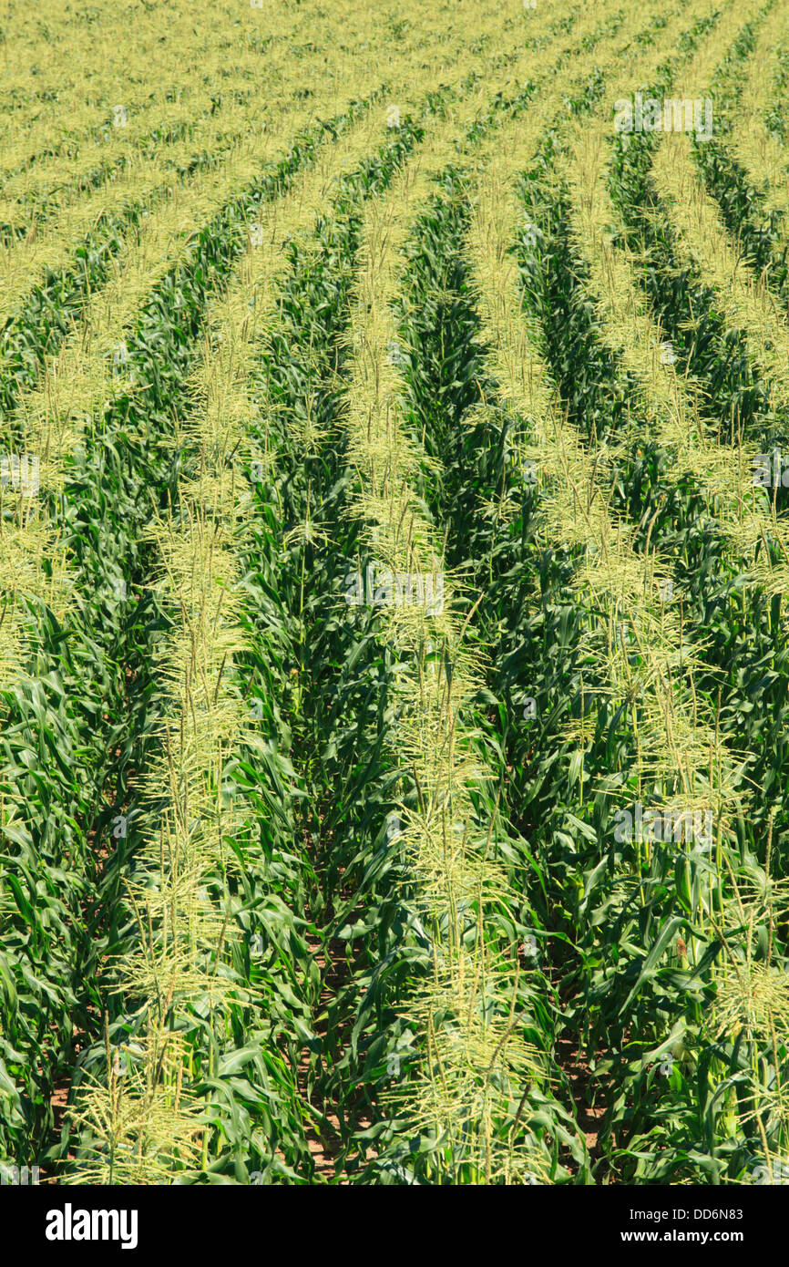 Corn field, Hokkaido Stock Photo - Alamy