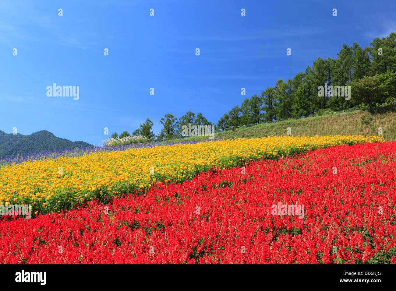 Flower garden in Furano, Hokkaido Stock Photo - Alamy