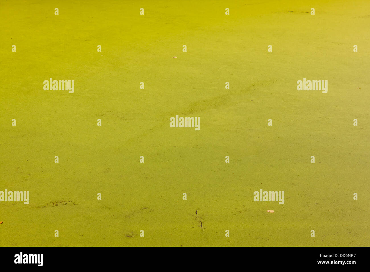 Green strands hi-res stock photography and images - Alamy