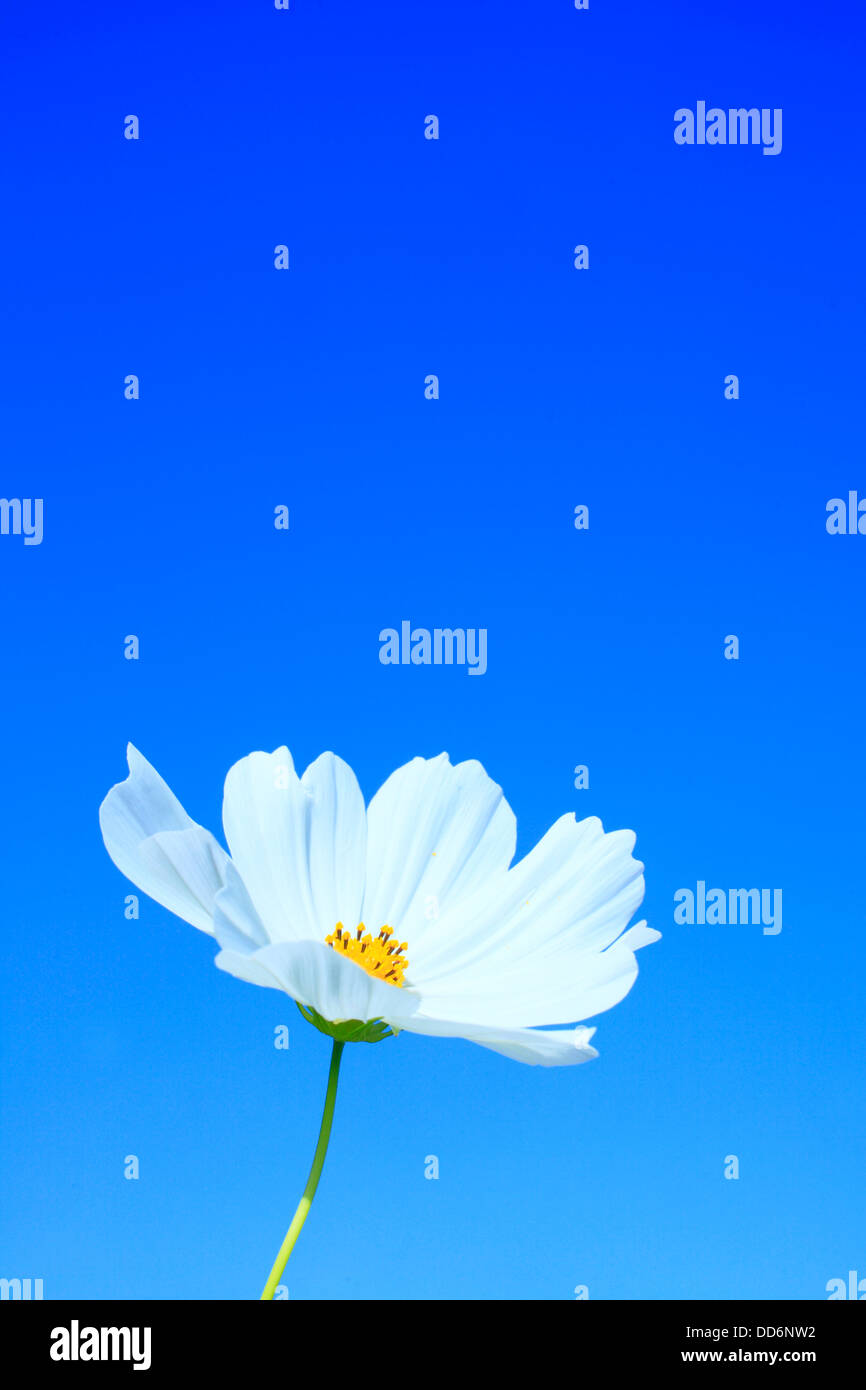 Cosmos and blue sky Stock Photo - Alamy