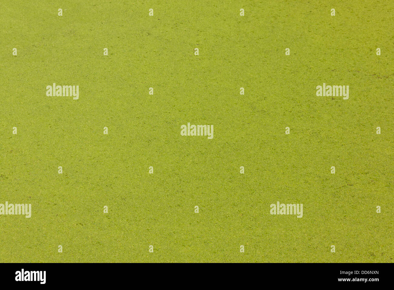 Green strands hi-res stock photography and images - Alamy