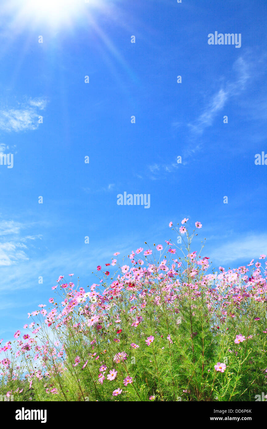 Cosmos and blue sky with clouds Stock Photo - Alamy