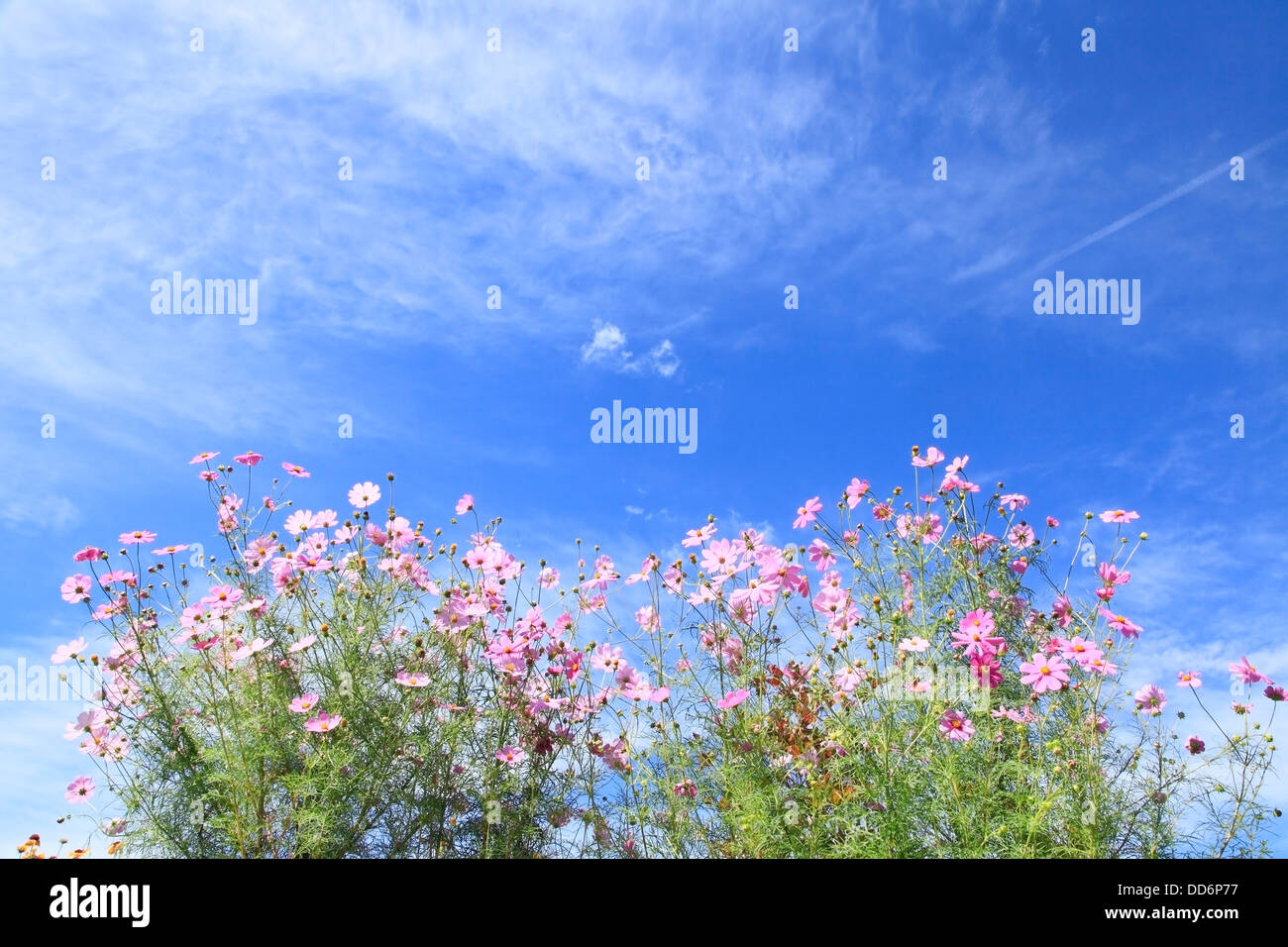Cosmos and blue sky with clouds Stock Photo - Alamy