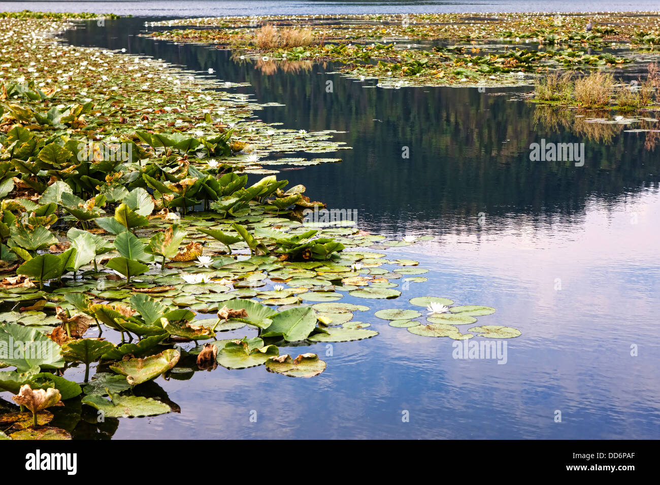 Water path through lily pads Stock Photo - Alamy