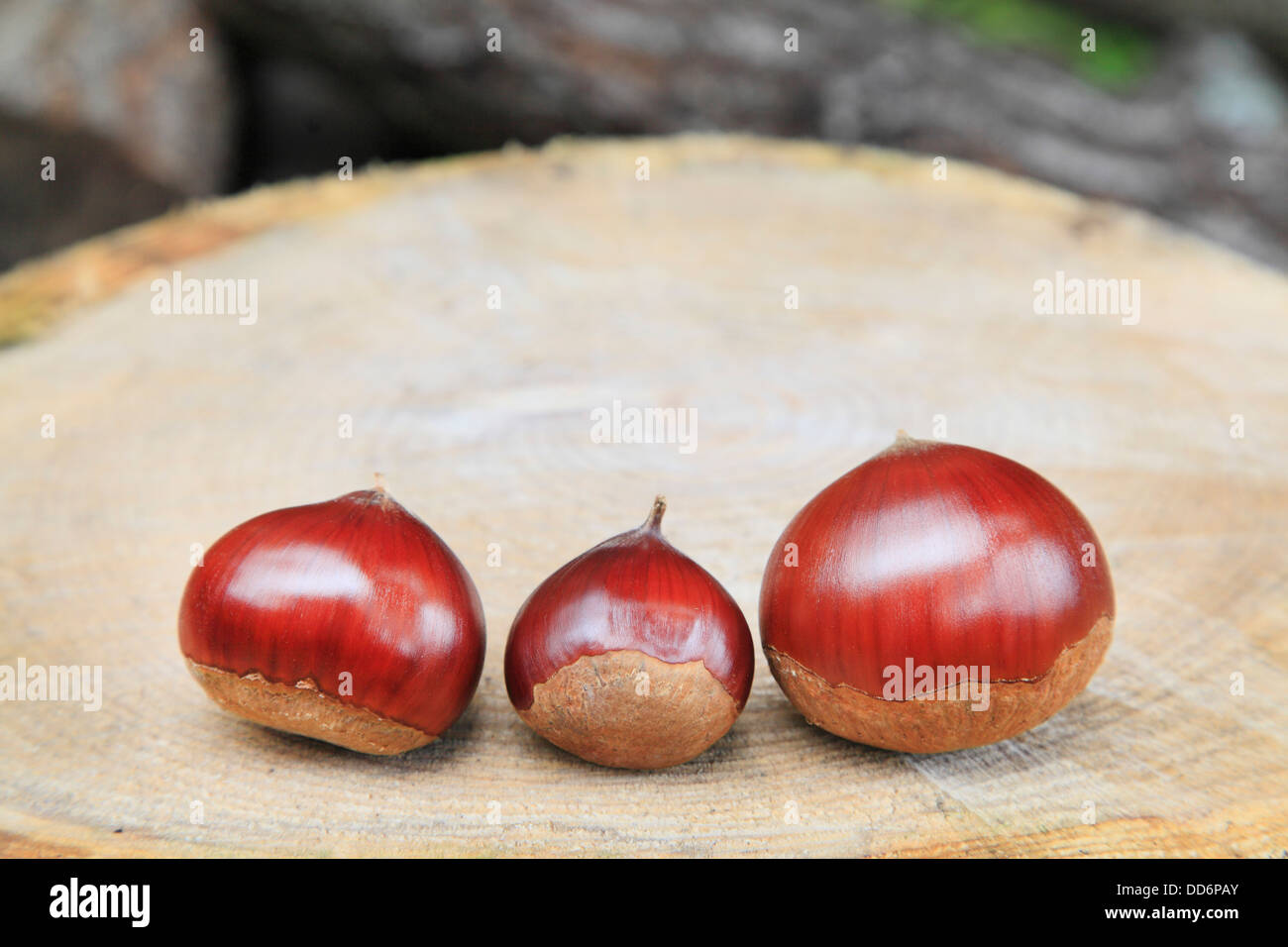 Chestnuts on tree stump Stock Photo - Alamy