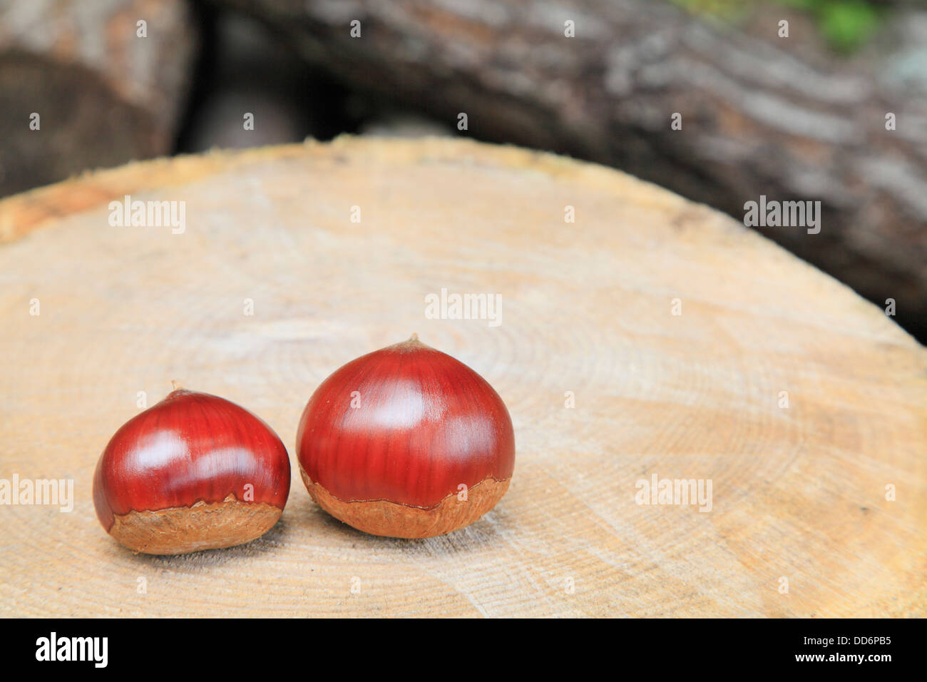 Chestnuts on tree stump Stock Photo - Alamy