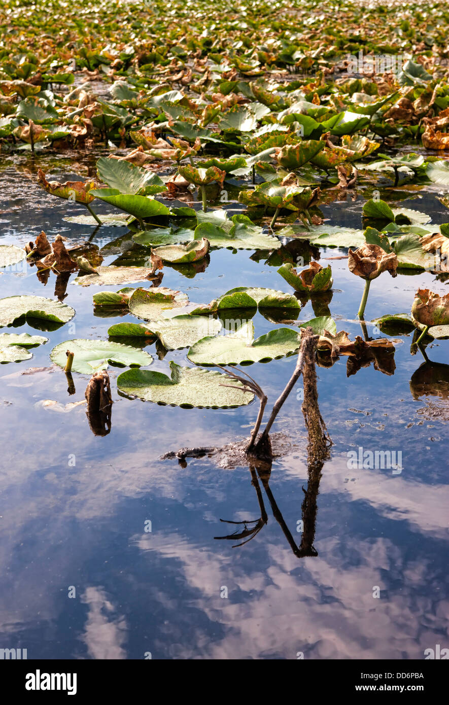 Lilypads In Water High Resolution Stock Photography and Images - Alamy
