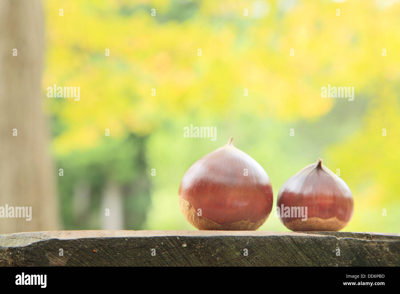 Soft chestnuts hi-res stock photography and images - Alamy