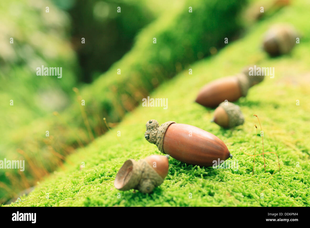 Falling acorns hi-res stock photography and images - Alamy