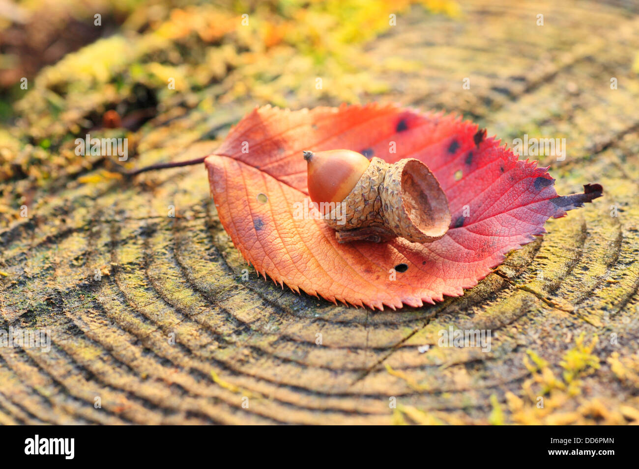 Acorn on tree stump Stock Photo - Alamy