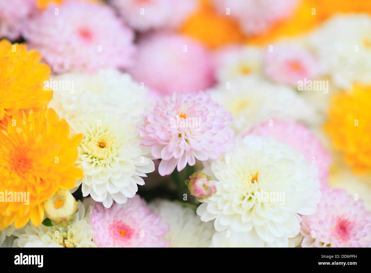 White chrysanth flowers hi-res stock photography and images - Alamy